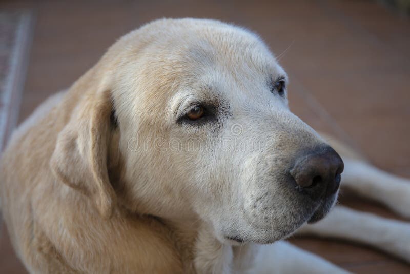 Eye shot of a Labrador dog stock photo. Image of dogs - 44729728