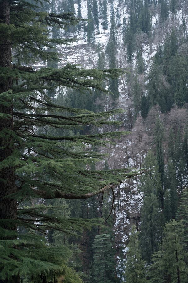 Beautiful High Evergreen Pine Trees in the Forest in Winter Stock Photo ...