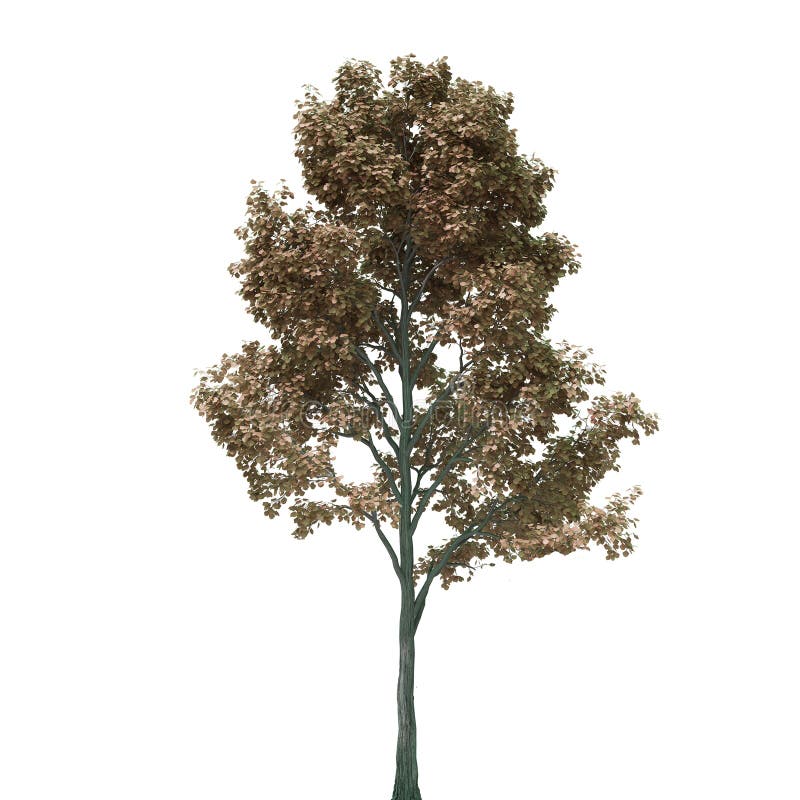 Autumn Maple Tree Isolated on White Background Stock Photo - Image of ...