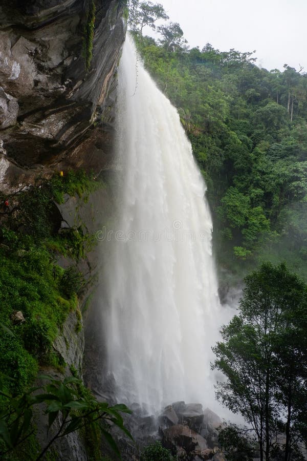 Beautiful high waterfall stock photo. Image of forest - 98351544