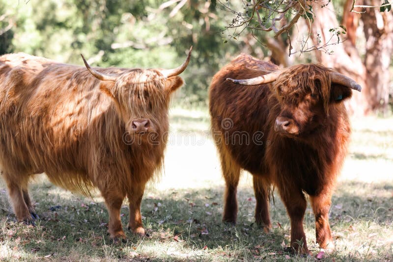Beautiful Highland Cows Calmly Grazing in Field Stock Photo - Image of ...