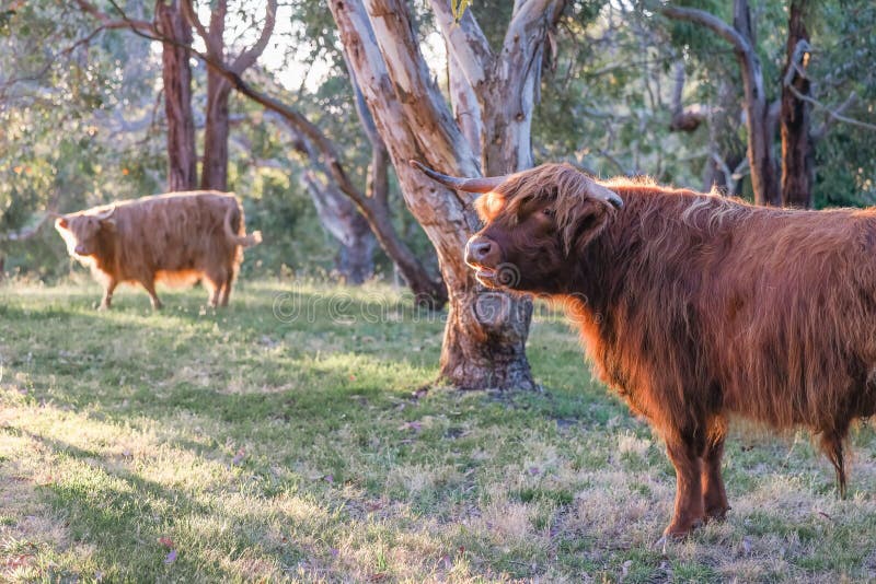 Beautiful Highland Cows Calmly Grazing in Field Stock Image - Image of ...