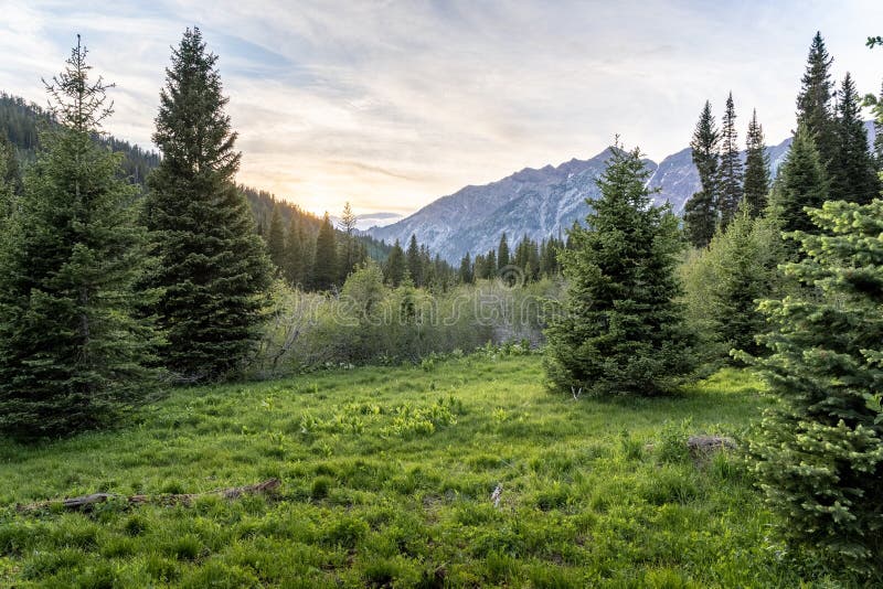 Beautiful Highland Landscape with Growing Pines Stock Photo - Image of ...
