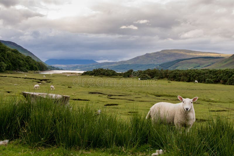 Beautiful Highlands of Scotland Stock Photo - Image of visit, forest ...