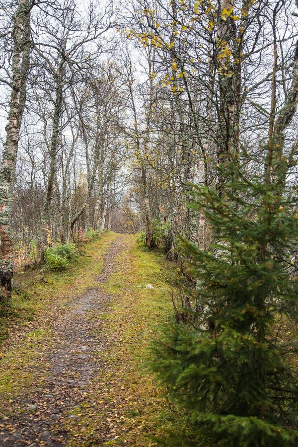 A Beautiful Hiking Path through an Autumn Forest in Norway. Fall ...