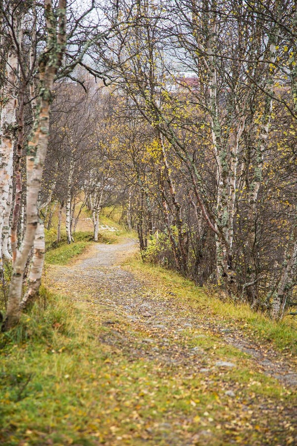 A Beautiful Hiking Path through an Autumn Forest in Norway. Fall ...
