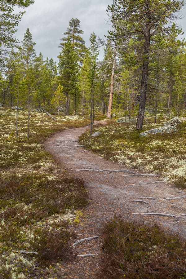 A Beautiful Hiking Path through an Autumn Forest in Norway. Fall ... A Beautiful Hiking Path through an Autumn Forest in Norway. Fall ...