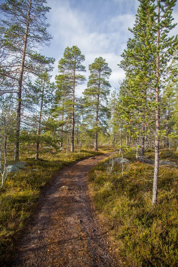 A Beautiful Hiking Path through an Autumn Forest in Norway. Fall ...