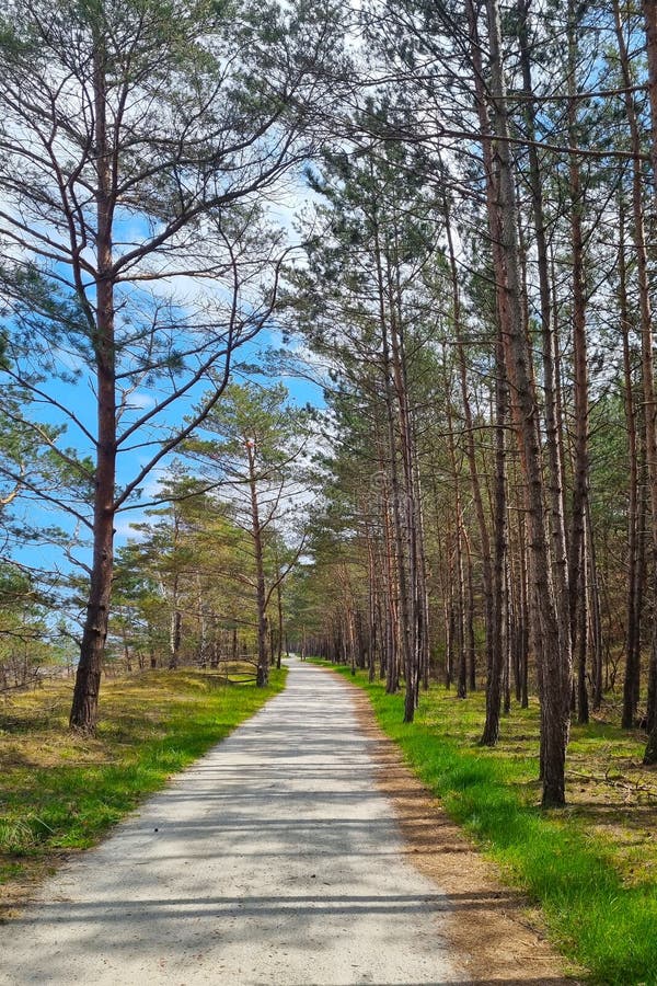 Beautiful Hiking Trail for Walks in the Pine Forest Stock Photo - Image ...
