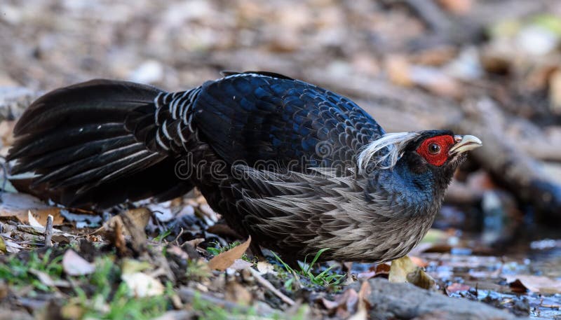 Khalij Pheasant Strutting in the Forest of Jim Corbett. Stock Photo ...