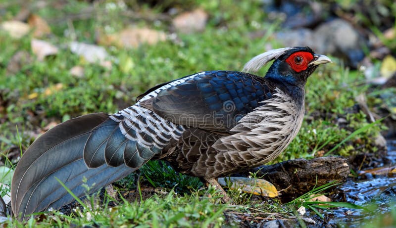 Khalij pheasant stock photo. Image of astral, india - 113094500
