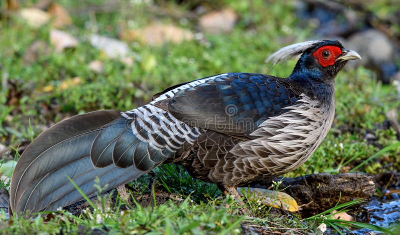 Khalij pheasant stock photo. Image of utharakand, land - 113094592