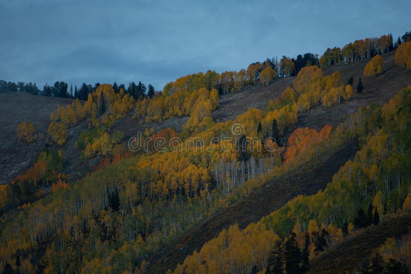 Beautiful Hillside with Fur Trees in Autumn Stock Photo - Image of ...