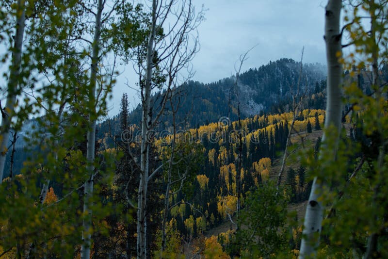 Beautiful Hillside with Fur Trees in Autumn Stock Image - Image of ...