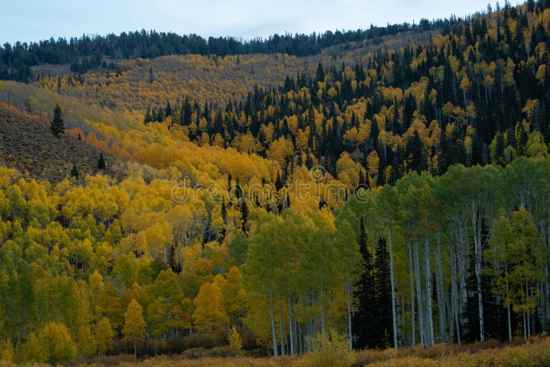 Beautiful Hillside with Fur Trees in Autumn Stock Photo - Image of blue ...