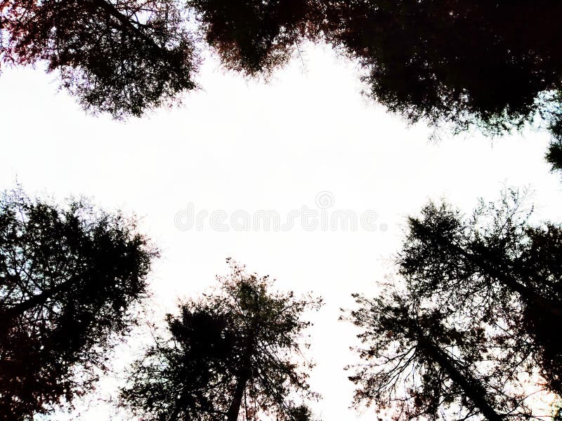 Beautiful Himalayan Forest with Their High Trees Stock Image - Image of ...