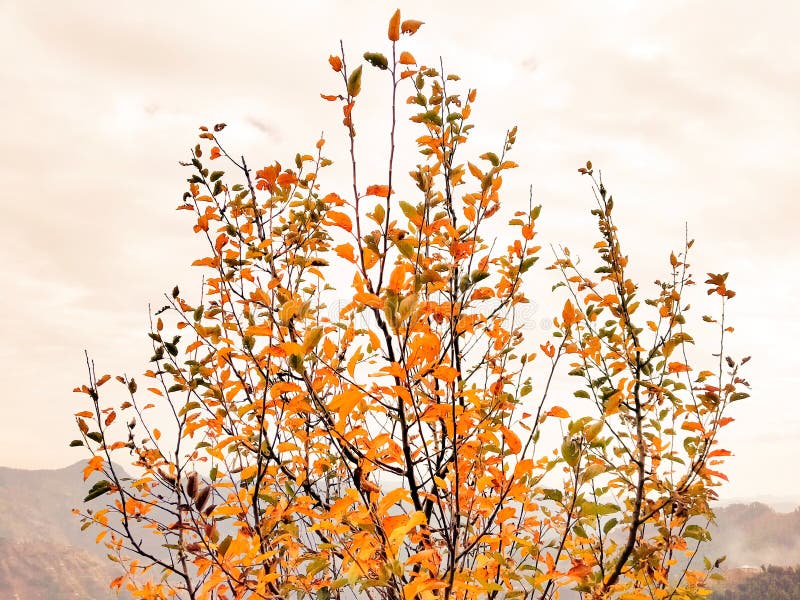 Beautiful Himalayan Tree with Their Beautiful and Colourful Leafs in ...