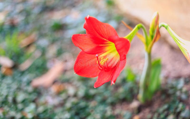 Beautiful Hippeastrum Johnsonii Flower or Red Flower Stock Photo ...