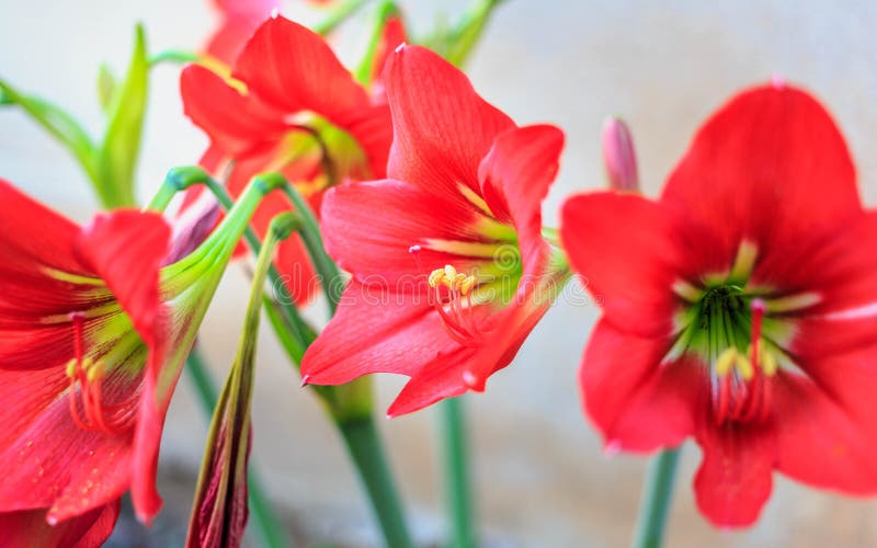 Beautiful Hippeastrum Johnsonii Flower or Red Flower Stock Photo ...
