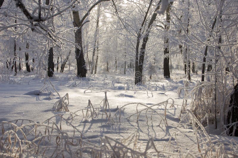 Beautiful hoarfrost stock image. Image of season, scene - 12695859