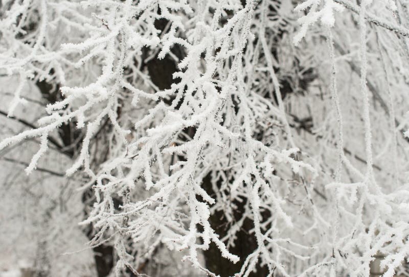 Beautiful hoarfrost stock image. Image of cold, macro - 48088145