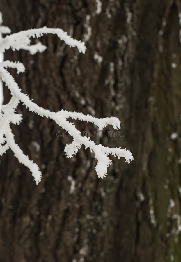 Beautiful hoarfrost stock photo. Image of holiday, nature - 48088736