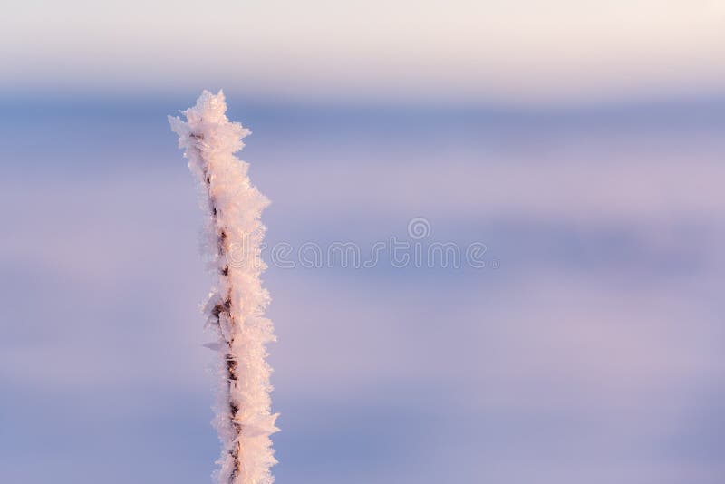 Beautiful Hoarfrost on a Plant Stock Image - Image of nature, winter ...