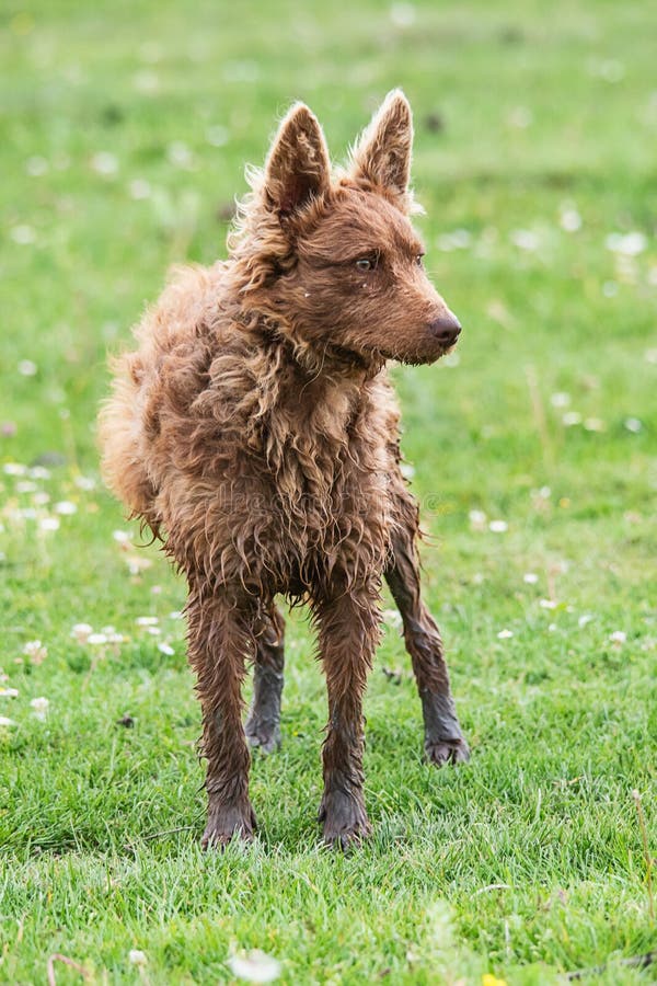 Beautiful Homeless Dog in Nature Stock Image - Image of body, hungry ...