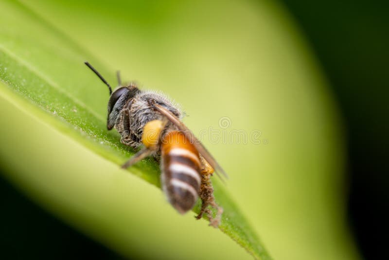 Honey bee sleeping stock image. Image of beekeeper, beehive - 232724547