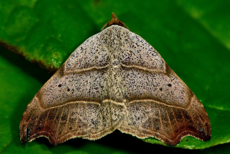 Beautiful Hook-tip Moth (Laspeyria Flexula) at Rest on Leaf Stock Image ...