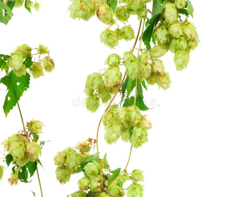 Beautiful hop stock photo. Image of horizontal, green - 45256016