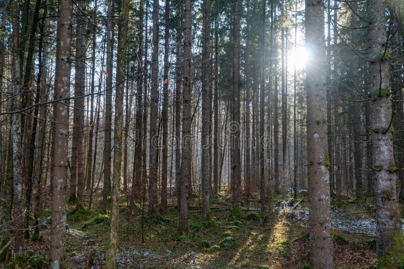 Beautiful Horizontal Shot of a Forest Stock Photo - Image of wood ...