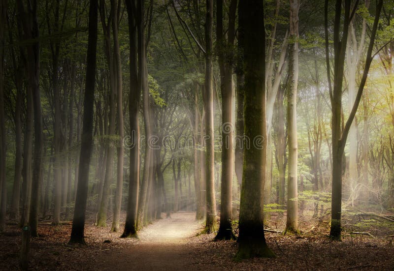 Beautiful Horizontal Shot of a Tree Forest with the Rays of the Sun ...