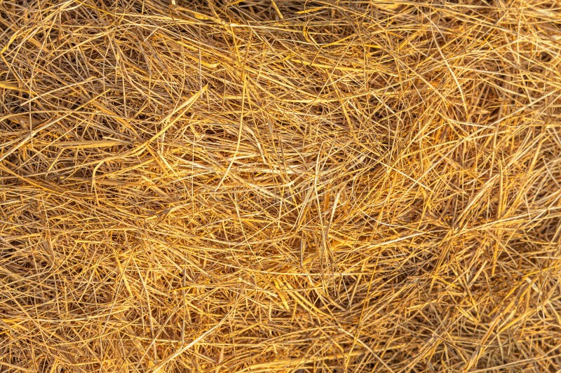 Beautiful Horizontal Texture of Dry Yellow and Orange Hay Stock ...
