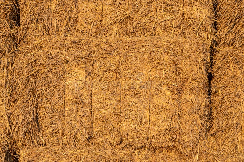 Beautiful Horizontal Texture of Dry Yellow and Orange Rectangular Hay ...