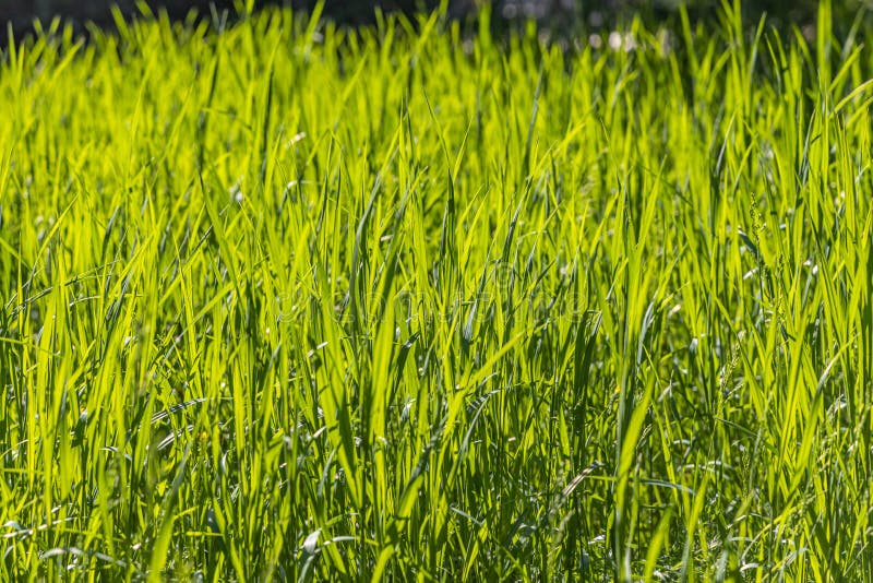 Beautiful Horizontal Texture of Green Creeping Wild Rye Grass is in ...