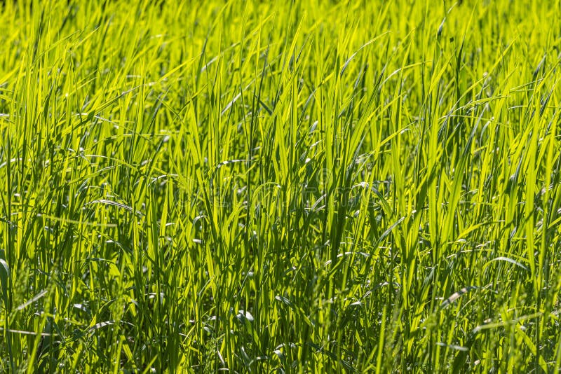 Beautiful Horizontal Texture of Green Creeping Wild Rye Grass is in ...