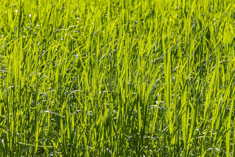 Green rye grass stock image. Image of skies, grows, food - 868117