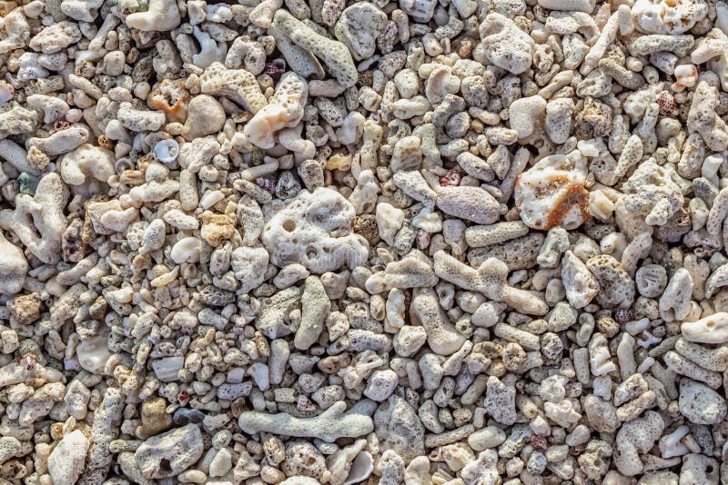 Beautiful Horizontal Texture of White and Yellow Corals and Shells is ...