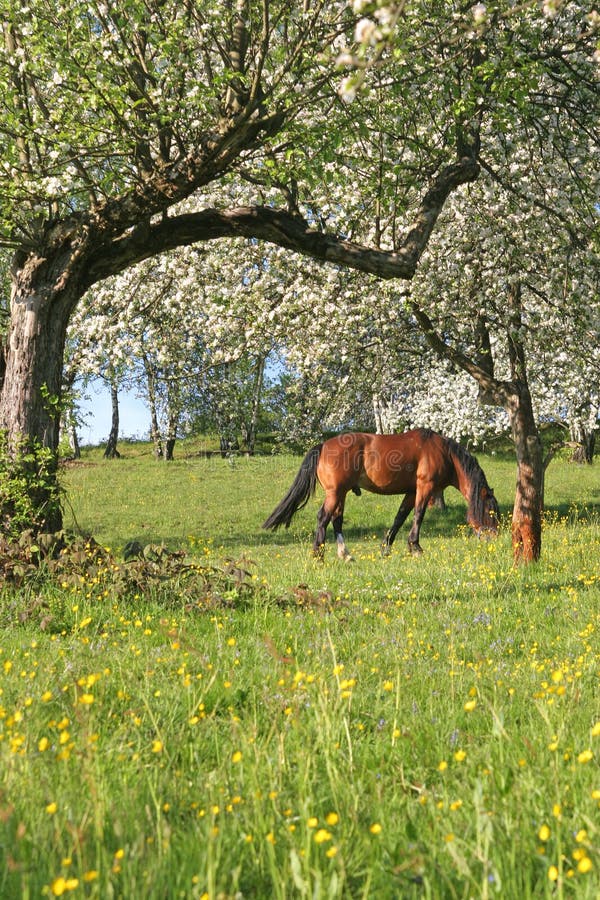 Springtime at the Horse Ranch Stock Image - Image of blooms, mustang ...