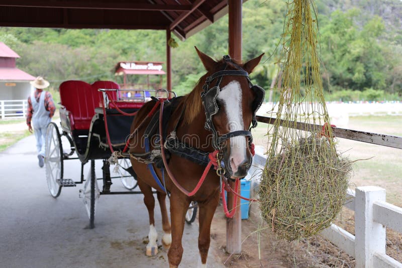 Beautiful Horse Carriage at Farm Stock Photo - Image of carriage, mare ...