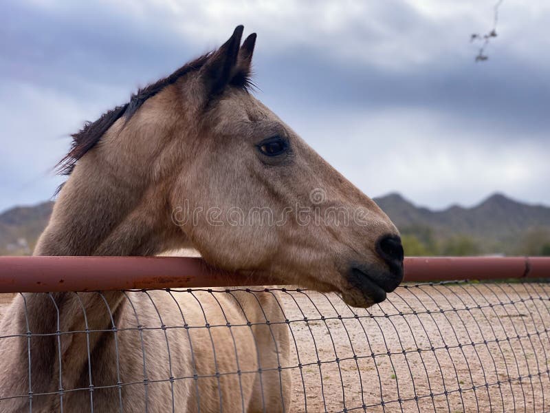 Beautiful horse stock photo. Image of beautiful, livestock - 273632496