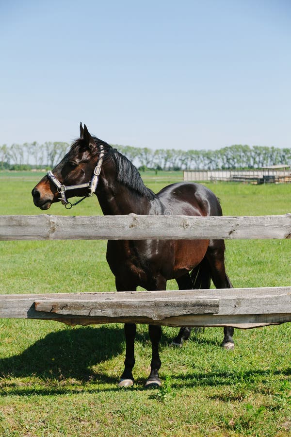 Beautiful Horse Farm, Summer Landscape Stock Image - Image of ranch ...