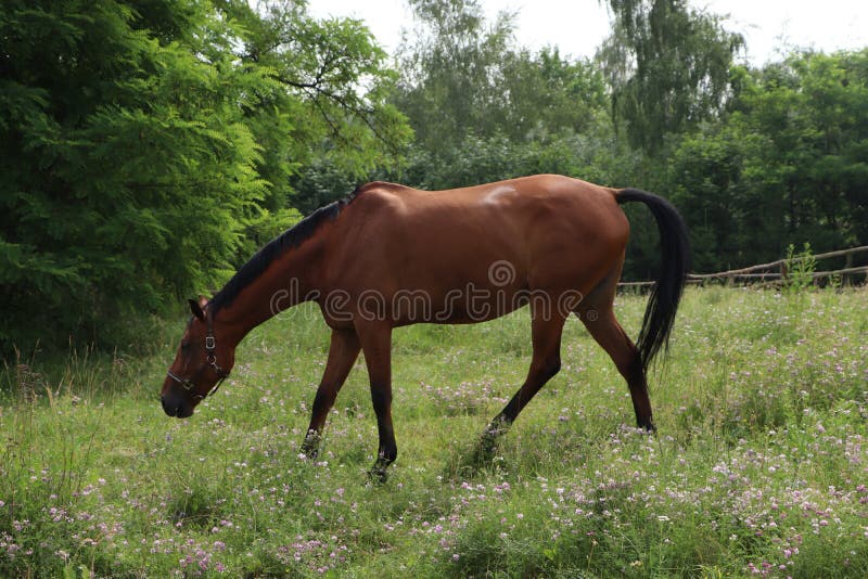 Beautiful Horse Grazing on Green Grass in Paddock Outdoors Stock Image ...