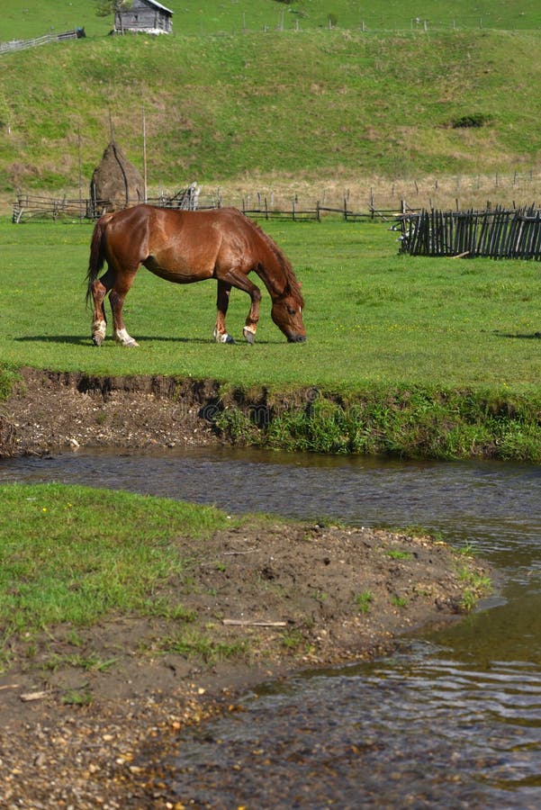 Beautiful Brown Horse Passing Mountain Water Stream and Splashing Water ... Beautiful Brown Horse Passing Mountain Water Stream and Splashing Water ...