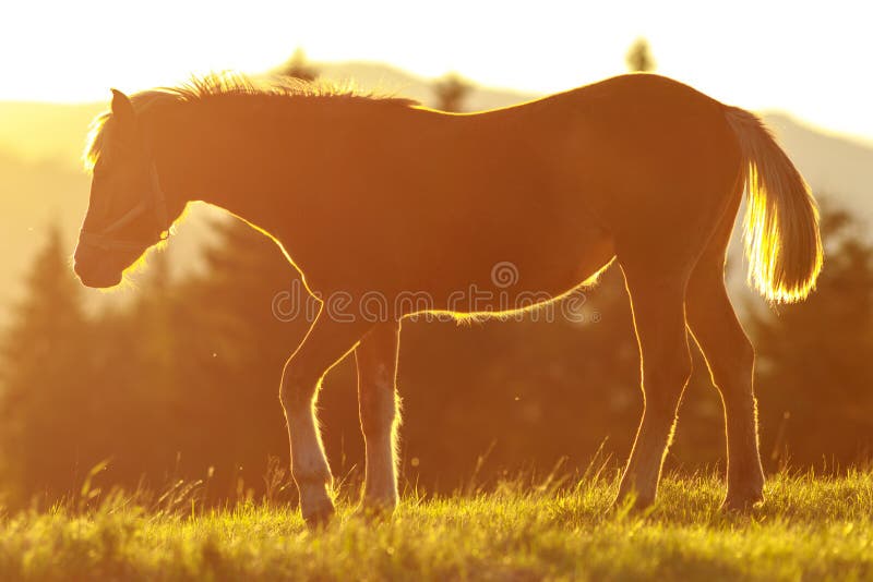 Beautiful Horse Mare on Summer Field with Grass on the Background of ...