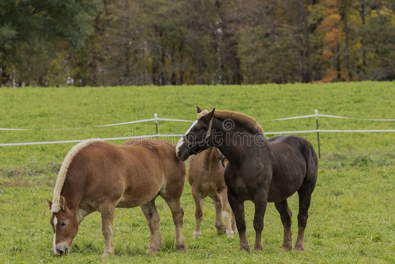 Beautiful Horse on the Pasture Stock Photo - Image of horse, freedom ...