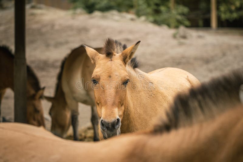 Beautiful Horse in the Pasture. Horses in a Paddock at the Farm Stock ...