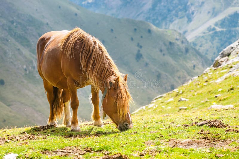 Beautiful Horse on Pasture in Mountains Stock Image - Image of grass ...