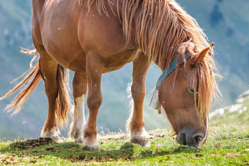 Beautiful Horse on a Pasture Stock Photo - Image of beauty, grass ...